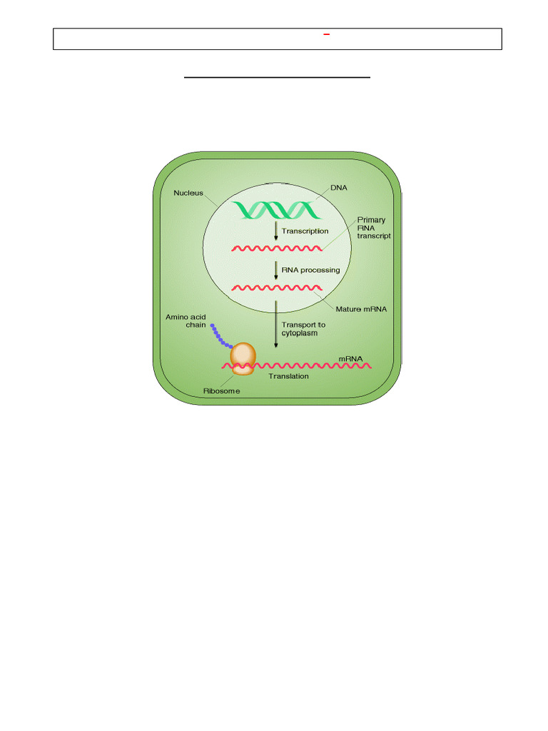 Protein Synthesis Final-1 | PDF