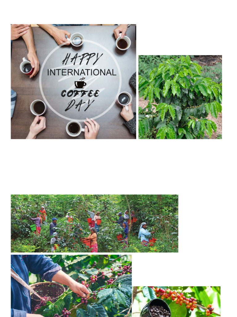 The Life of A Coffee Bean | PDF