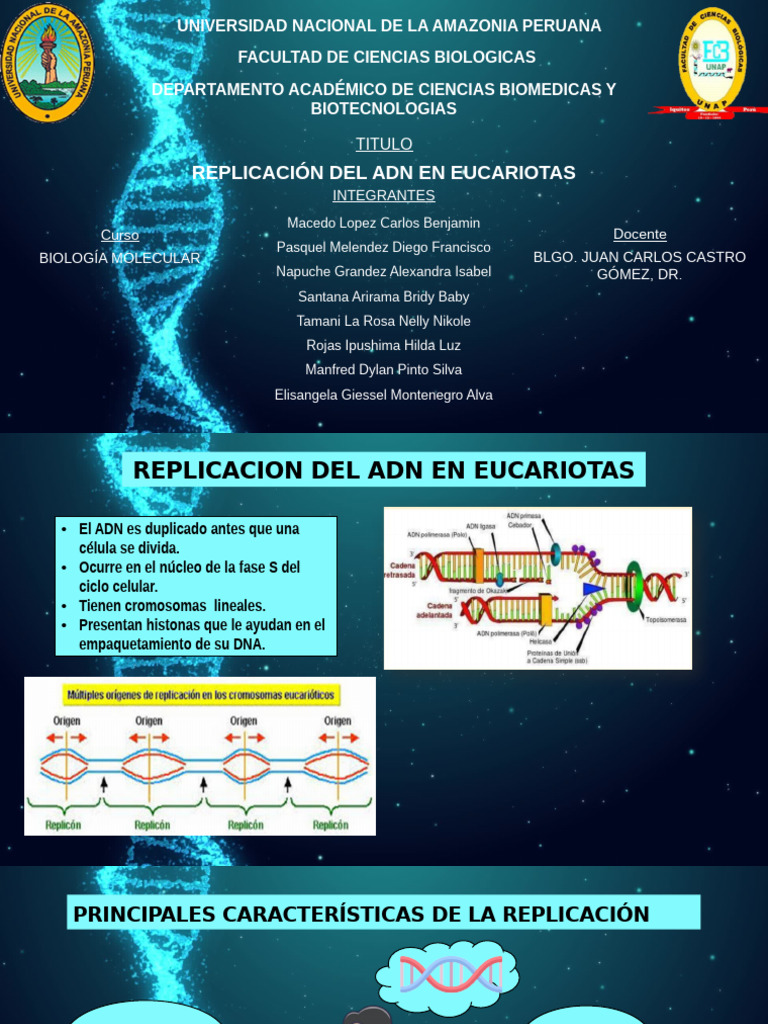 PPT G2-Replicacion del ADN en eucariotas | PDF | Adn | Replicación De Adn