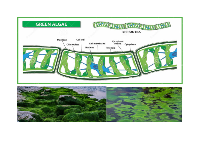 Algae | PDF