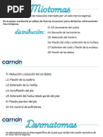 Miotomas - Definición y Pruebas - Kenhub | PDF | Codo | Neuroanatomía