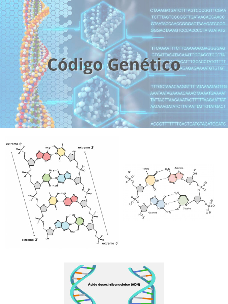 Codigo Genetico | PDF