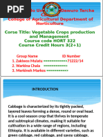 Cabbage Production JICA | PDF | Plant Nursery | Cabbage