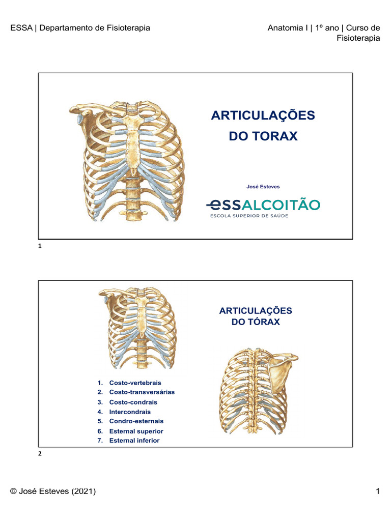 09 Torax Anat I 2021 | PDF | Vértebra | Coluna vertebral