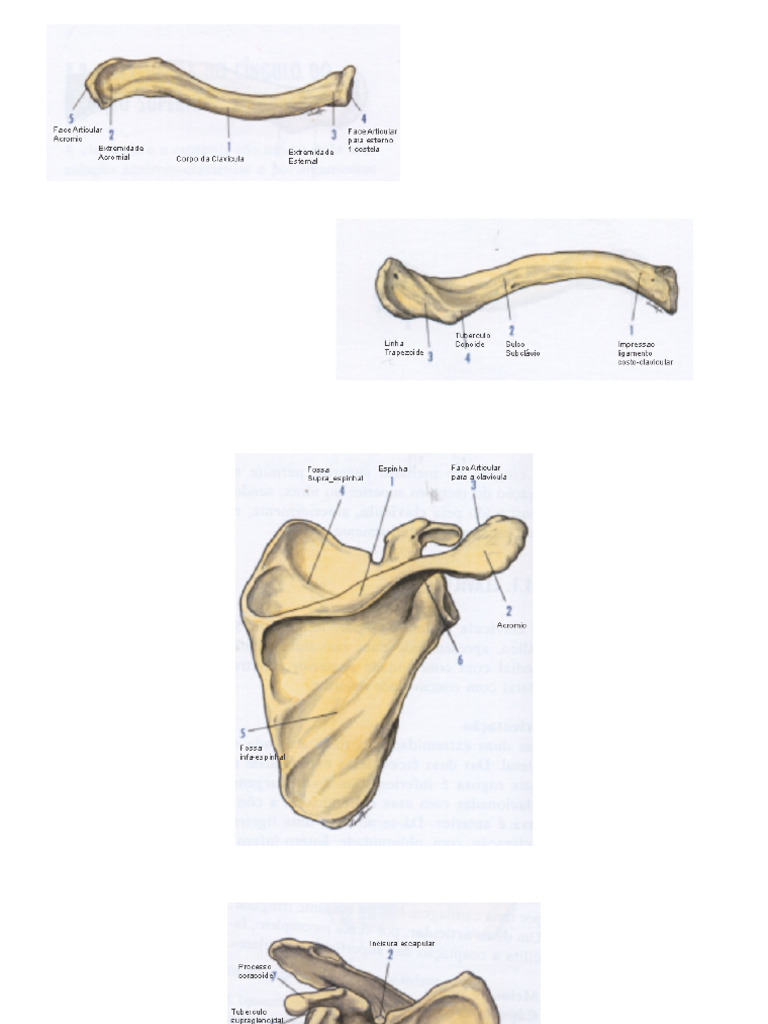 2 Aula Ossos Membro Superior | PDF