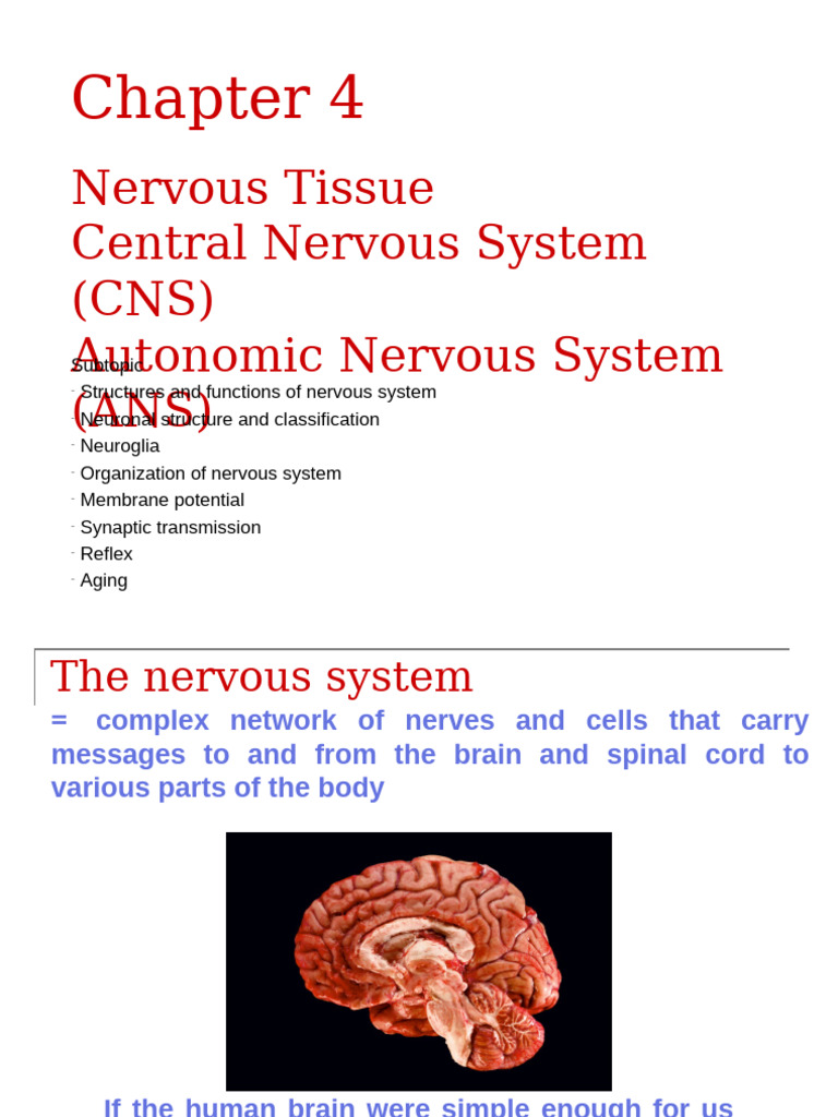MB107 004 Nervous System | PDF | Nervous System | Action Potential
