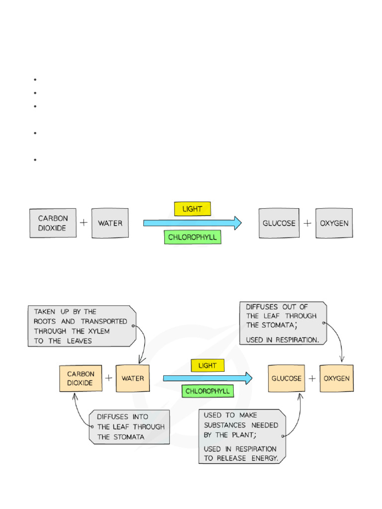 Plant Nutrition PDF BIO IGCSE | PDF | Photosynthesis | Carbohydrates