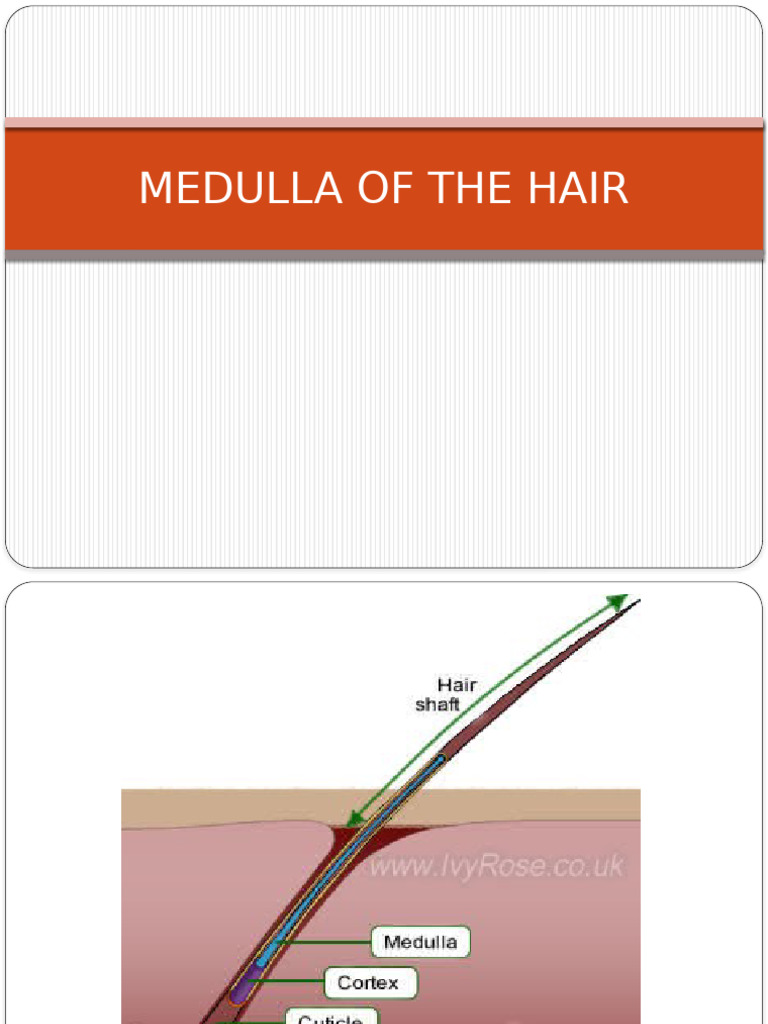 Medulla Ppt Hair | PDF