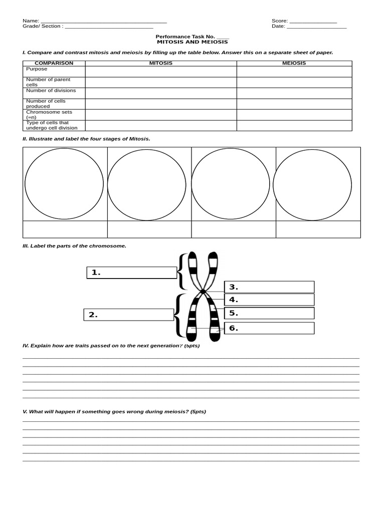 Activity - Comparing Mitosis & Meiosis | PDF | Meiosis | Mitosis