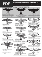 UK Gull Identification Guide | PDF | Gull | Birds