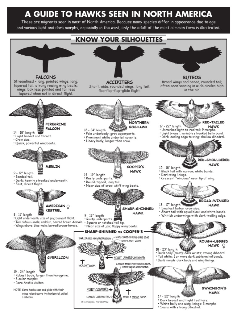 Hawk Identification Guide | PDF | Hawk | Eagle