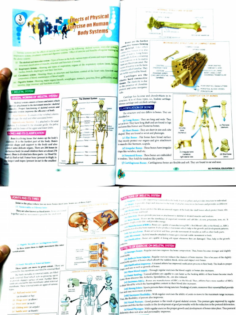 Effects of Exercise on Body Systems | PDF | Skeleton | Bone