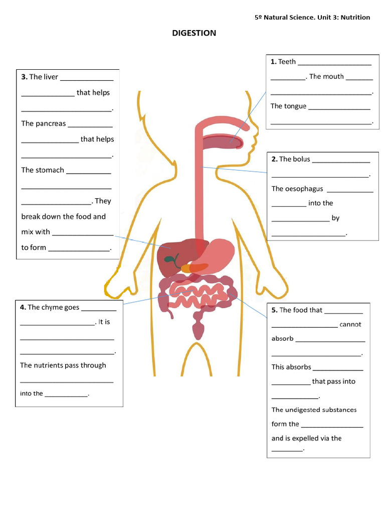 Nutrition and Digestion in 5th Grade | PDF