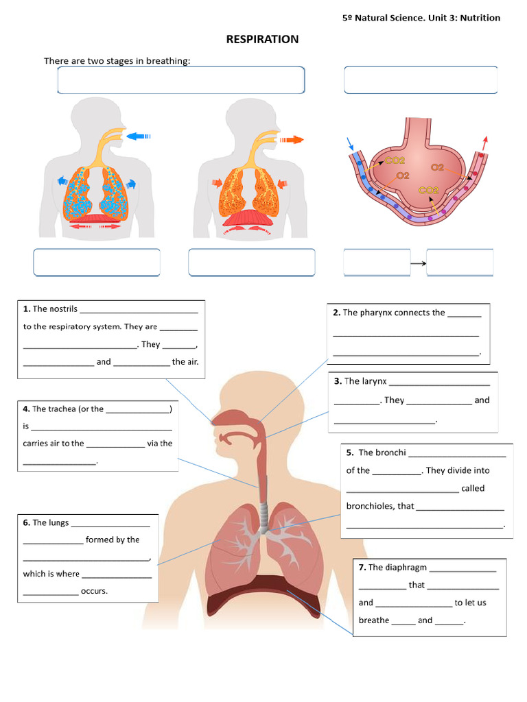 Respiratory | PDF