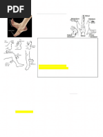 Schober's Test Procedure Guide | PDF