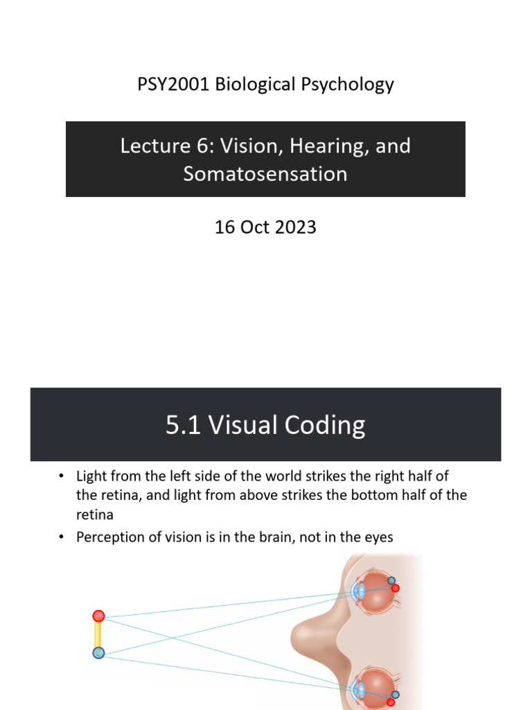 Lecture_6_vision other senses | PDF | Visual System | Retina