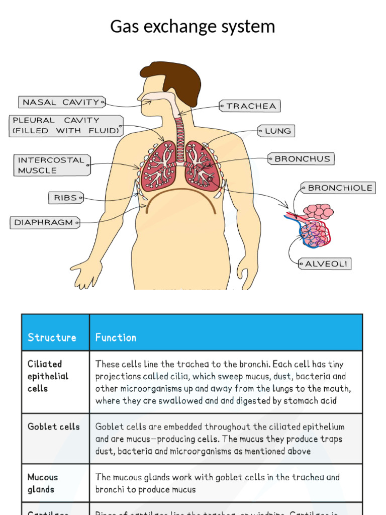 Chap.#9 (Gas Exchange) | PDF