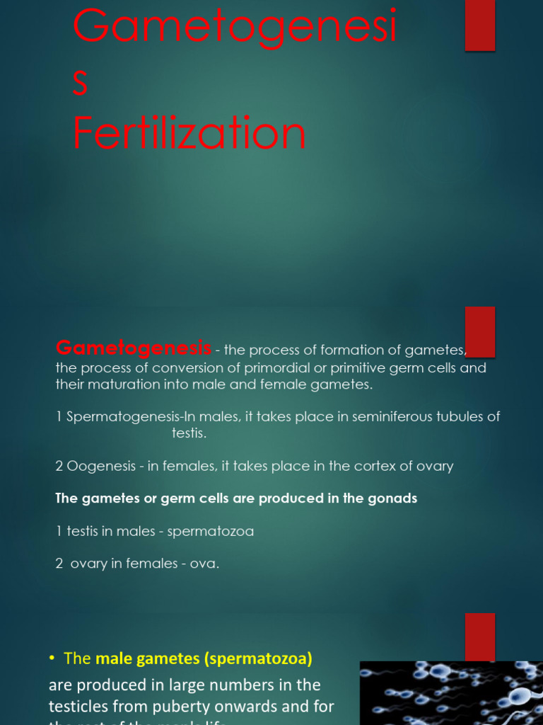 11 Gametogenesis Fertilization-converted | PDF | Meiosis | Reproductive ...