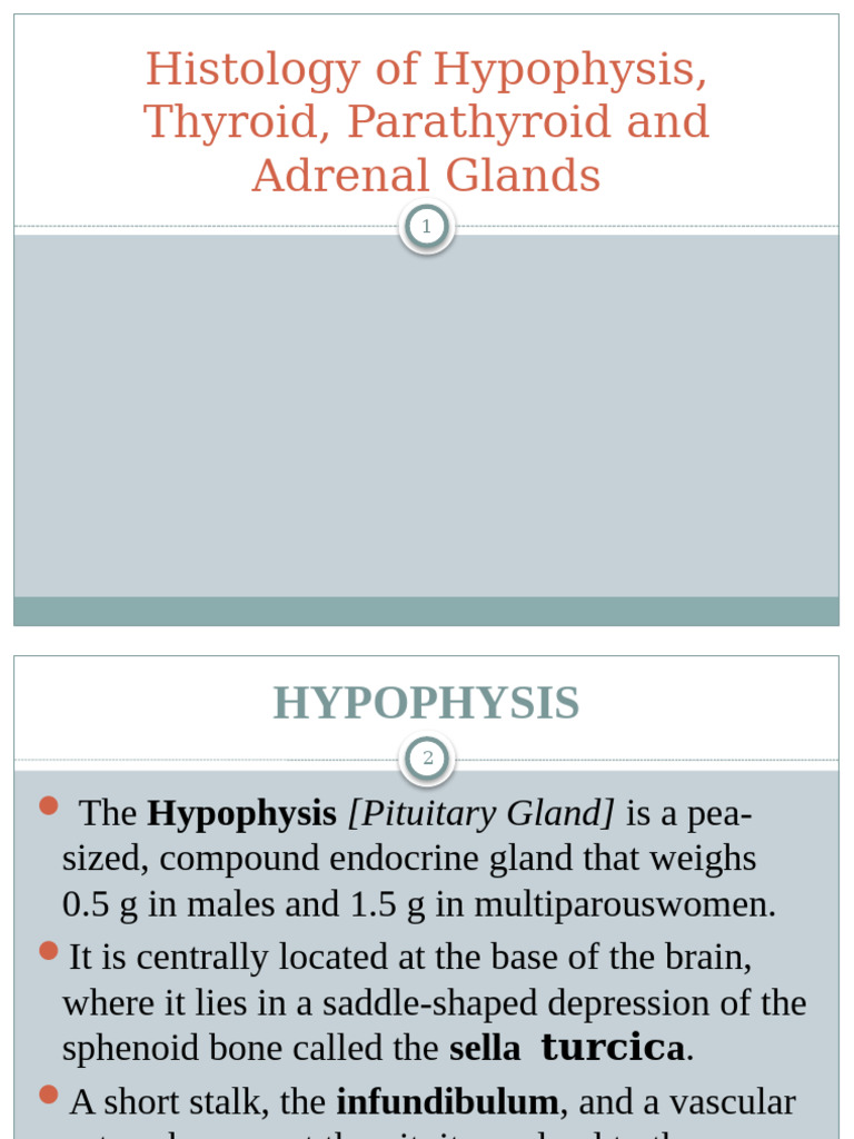 Endocrine System Histology Overview | PDF | Pituitary Gland | Adrenal Gland