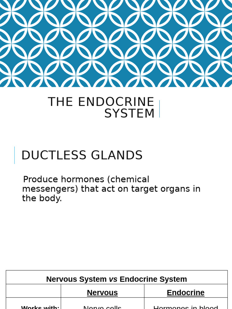 Understanding the Endocrine System | PDF | Endocrine System | Endocrine ...