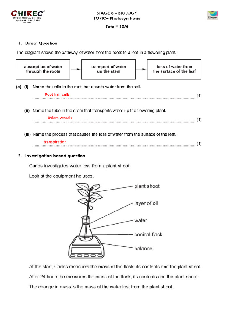 Revision Worksheet 1 - Photosynthesis - Answer Key | PDF