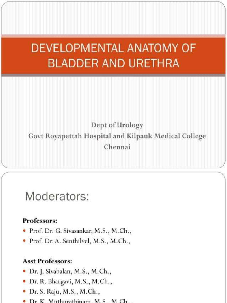 Bladder Anatomy & Embryology of Bladder and Urethra | PDF