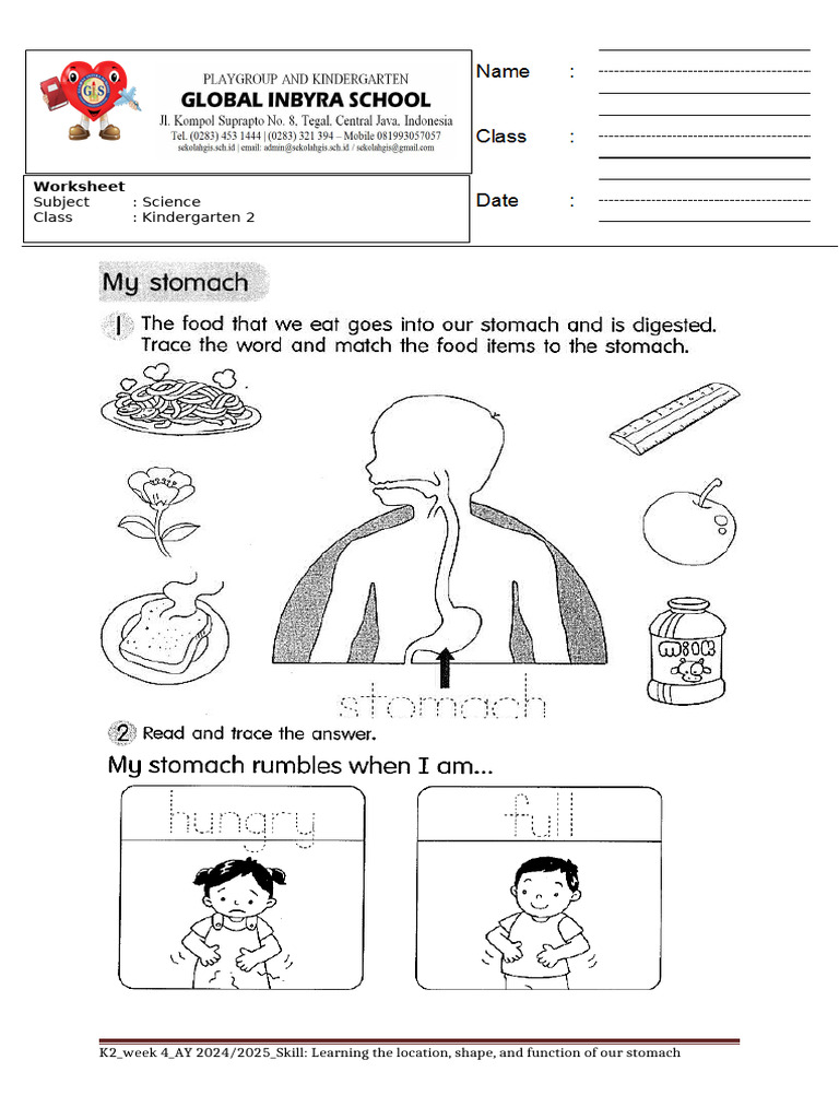 K2 Science Worksheet: Stomach Functions | PDF