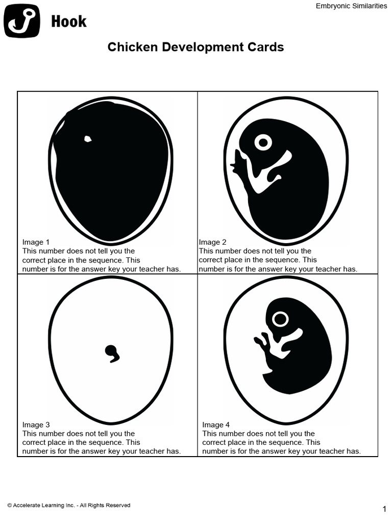 Chicken Embryonic Development Cards | PDF