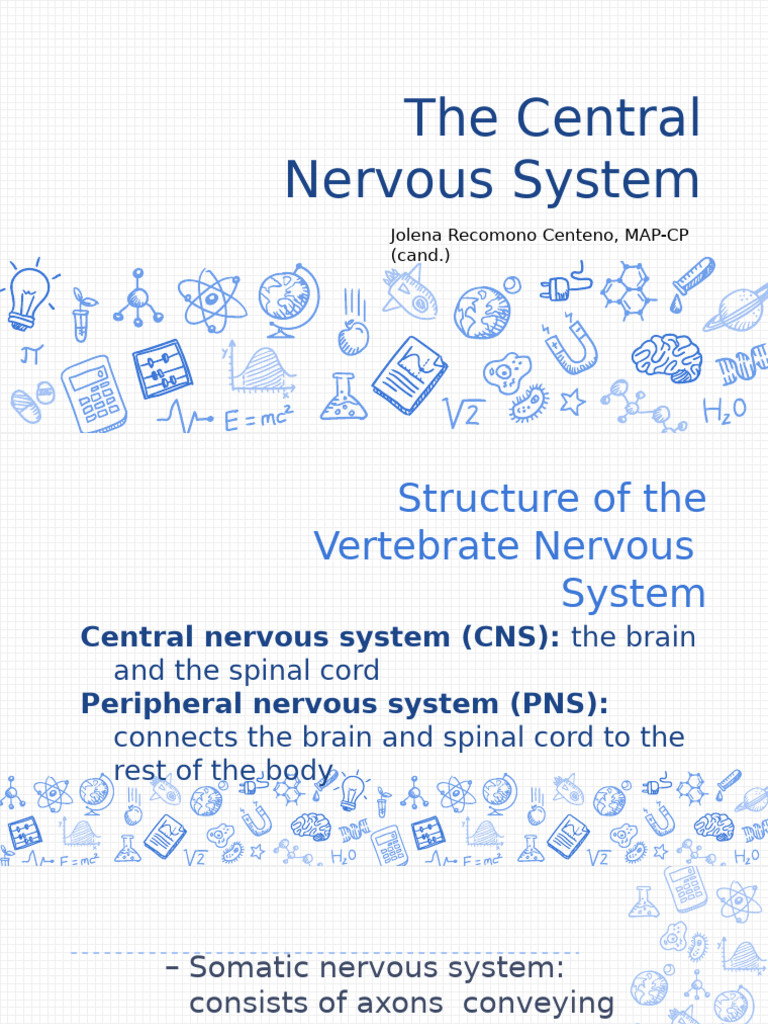 Overview of the Nervous System Structure | PDF | Nervous System ...