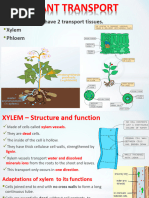 Chapter 8 - Lesson 1 - Xylem & Phloem | PDF | Plant Stem | Leaf