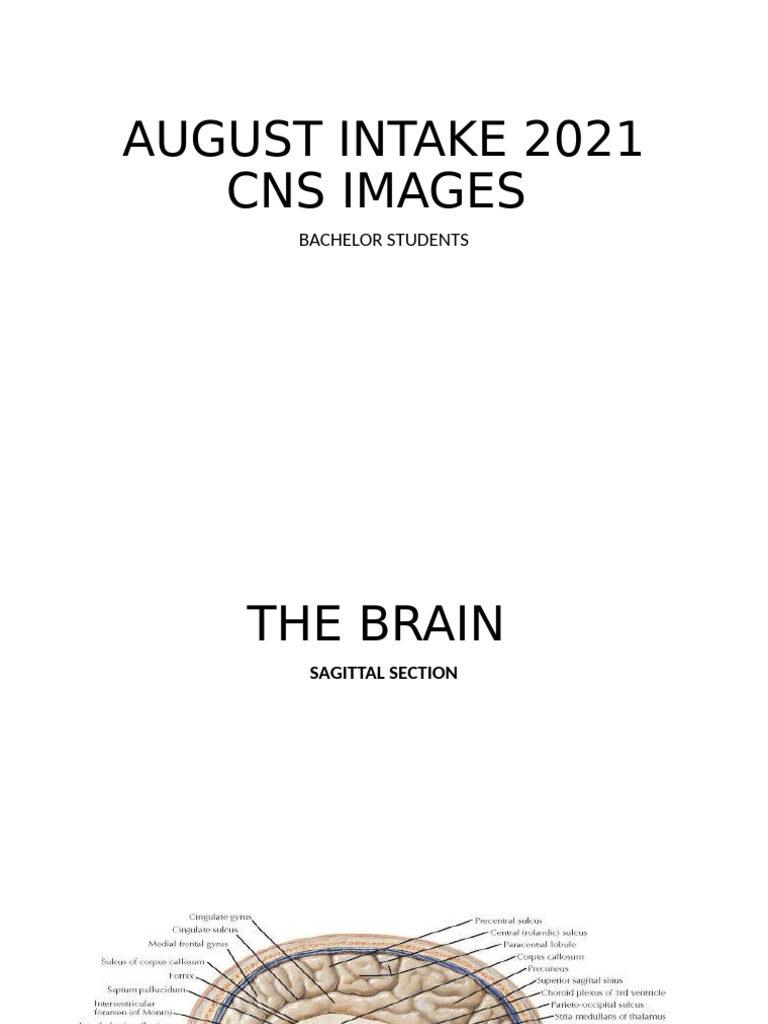 August 2021 CNS Imaging Overview | PDF