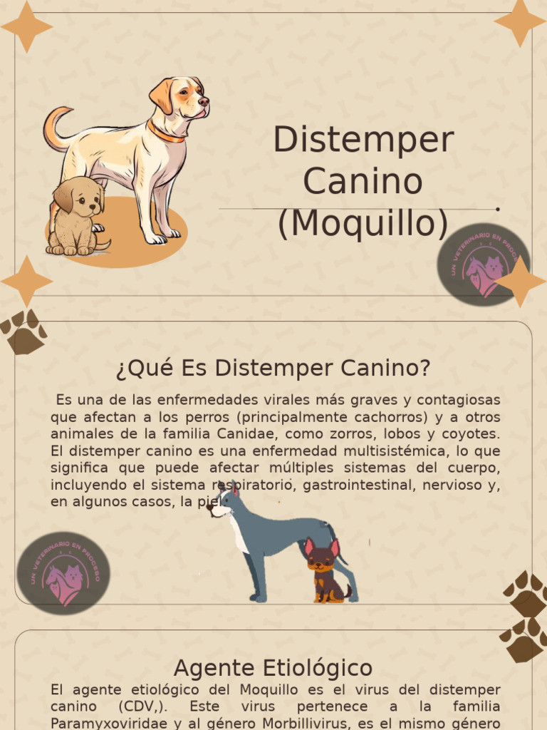 Distemper Canino | PDF | Virus | Enfermedades y trastornos
