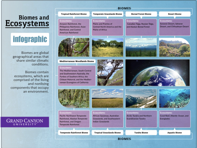 Biomes and Ecosystems Infographic | PDF