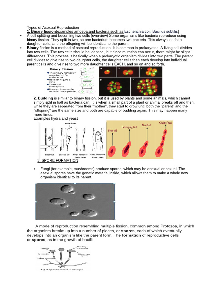 Types of Asexual Reproduction Explained | PDF | Reproduction | Sexual ...