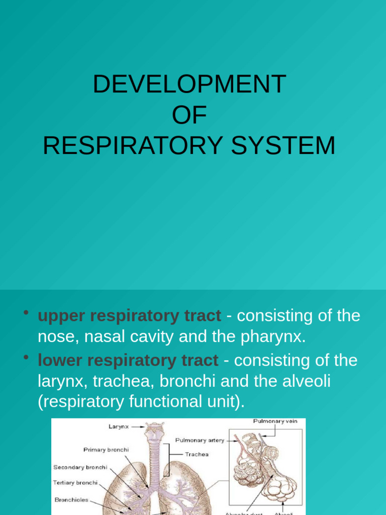 Development of Respiratory System - Short..... | PDF | Larynx | Lung