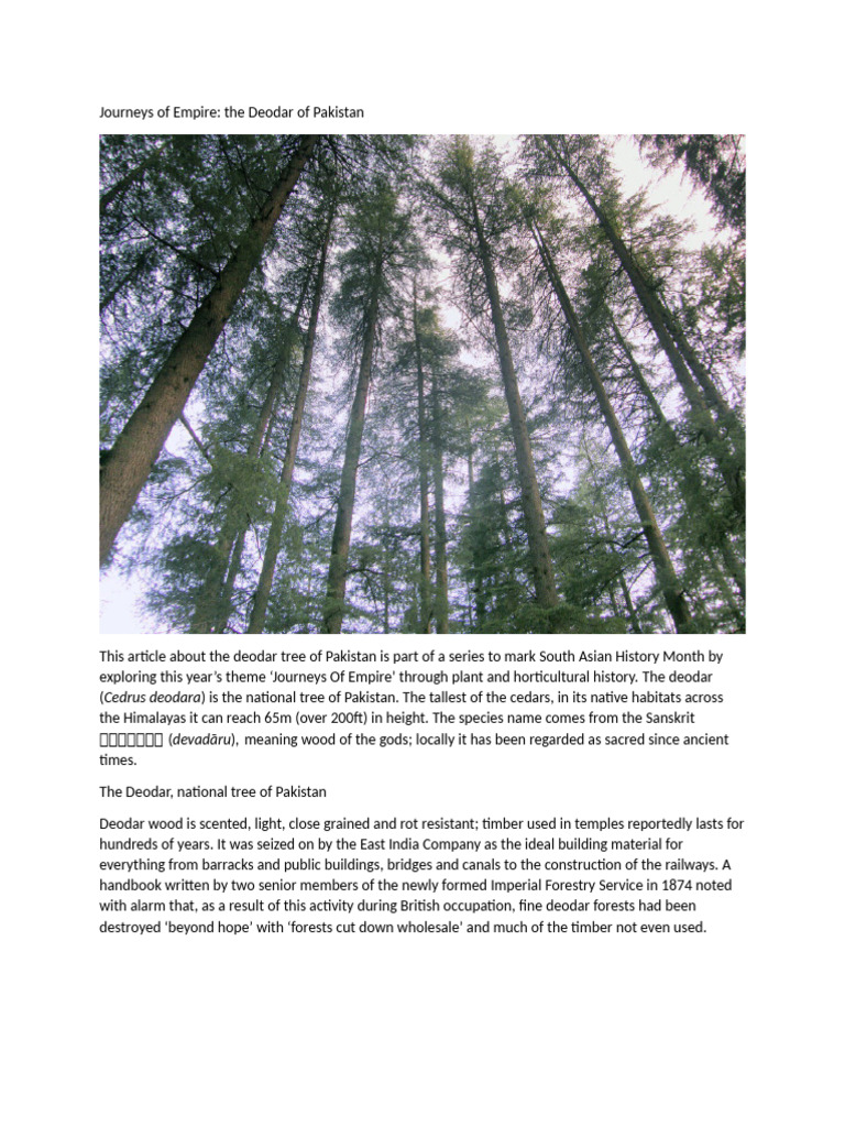 South Asia's Sacred Deodar Tree | PDF | Trees | Plants