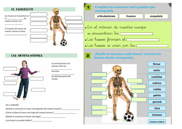 Actividades Sistema Oseo Artro Muscular | PDF