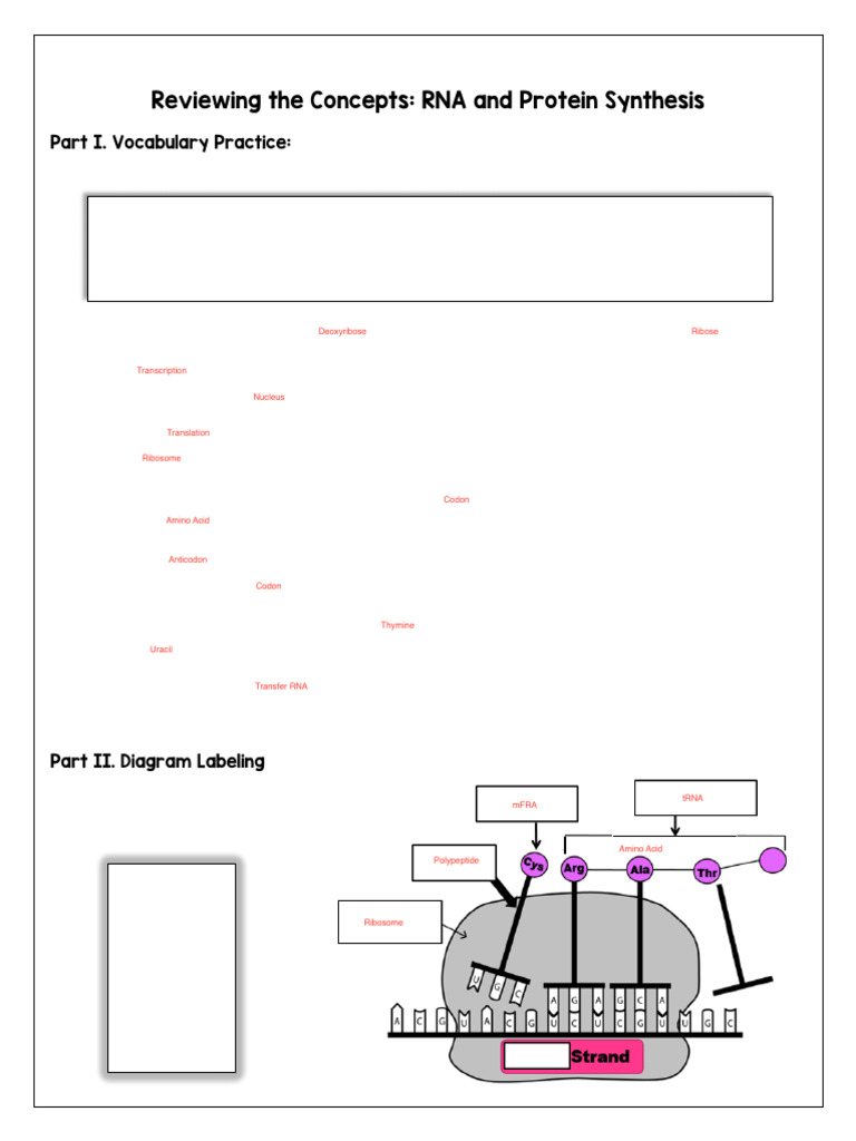 Protein worksheet | PDF | Translation (Biology) | Rna