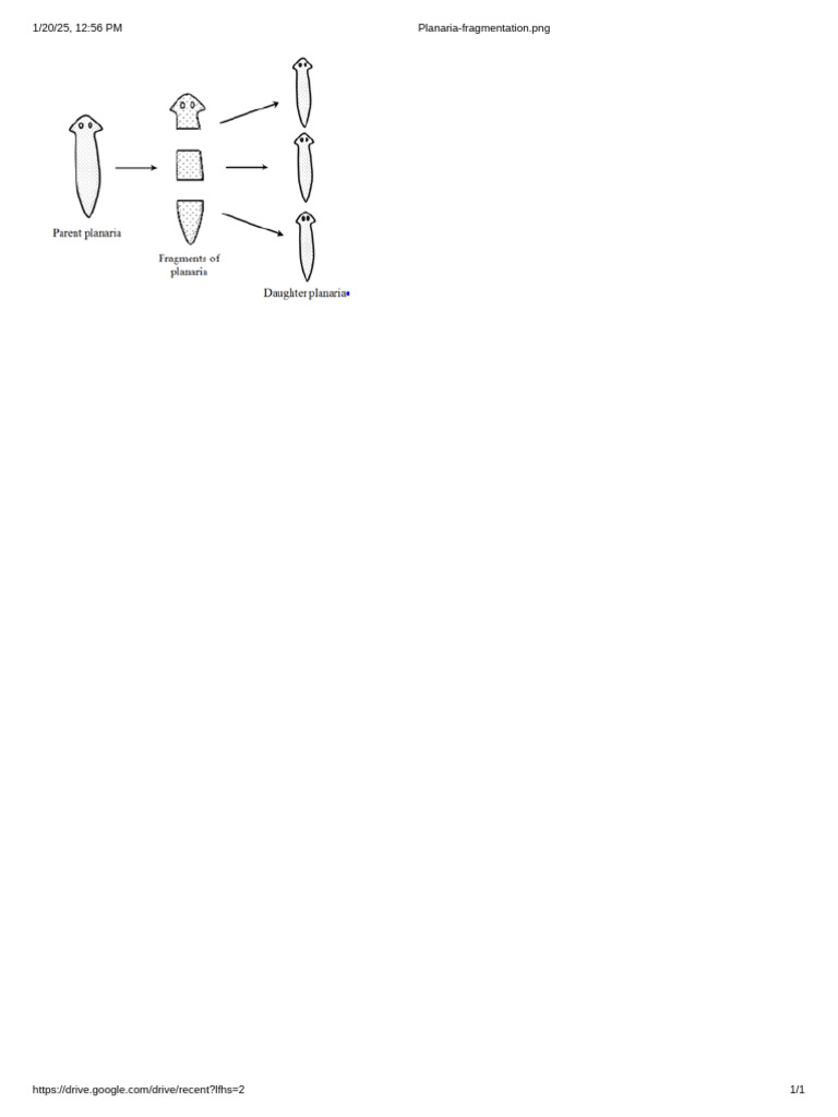 Planaria Fragmentation Process Explained | PDF