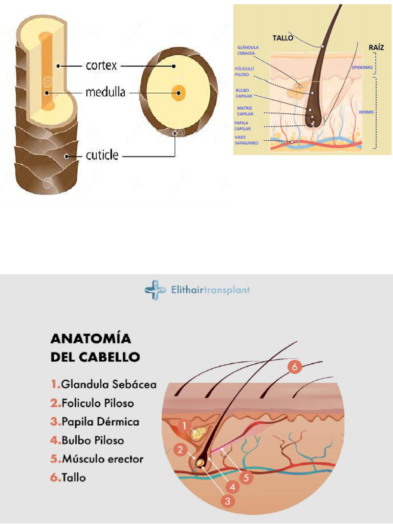 Cabello | PDF