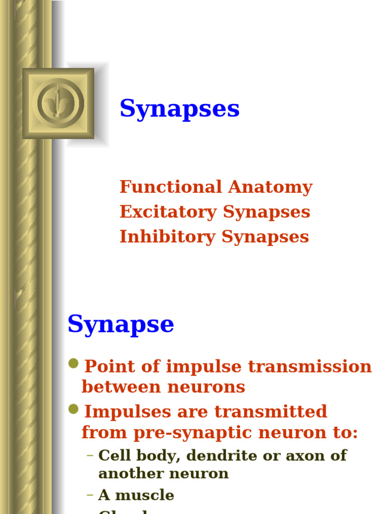 03 - Synapse | PDF | Chemical Synapse | Synapse