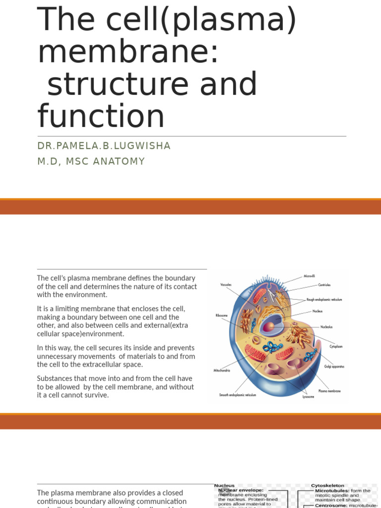 Cell Plasma Membrane: Structure & Function | PDF | Cell Membrane ...