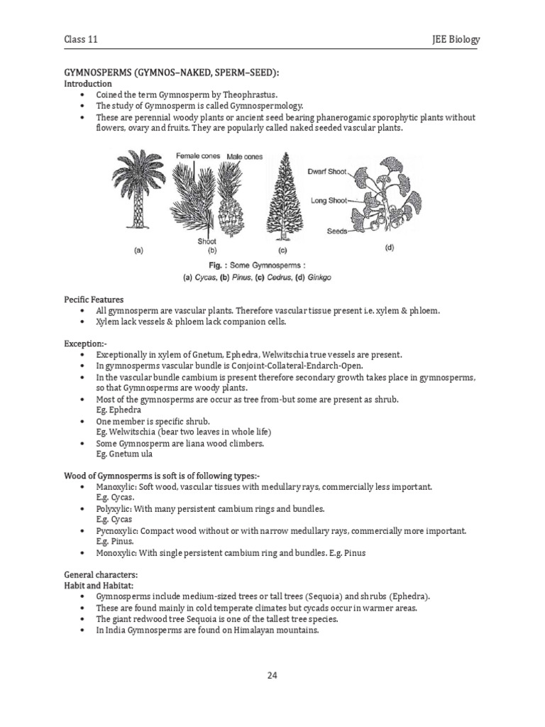 NEET BIO CH 3 Gymnosperms | PDF