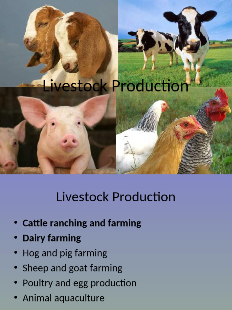 Cow-Calf Production in Cattle Farming | PDF | Dairy Cattle | Cattle