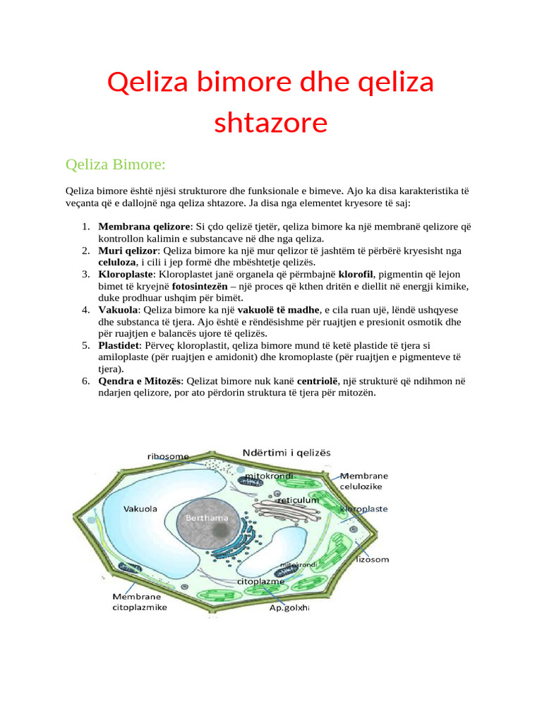 Qeliza Bimore Dhe Qeliza Shtazore | PDF