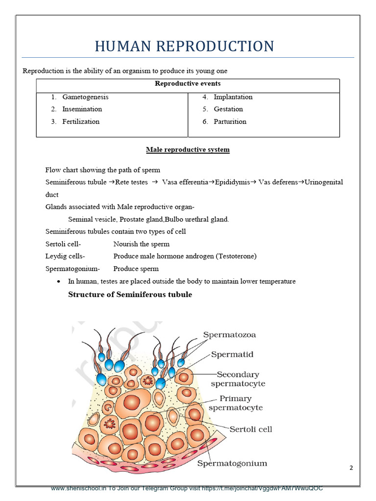 Human Reproduction and Genetics Overview | PDF | Dominance (Genetics ...
