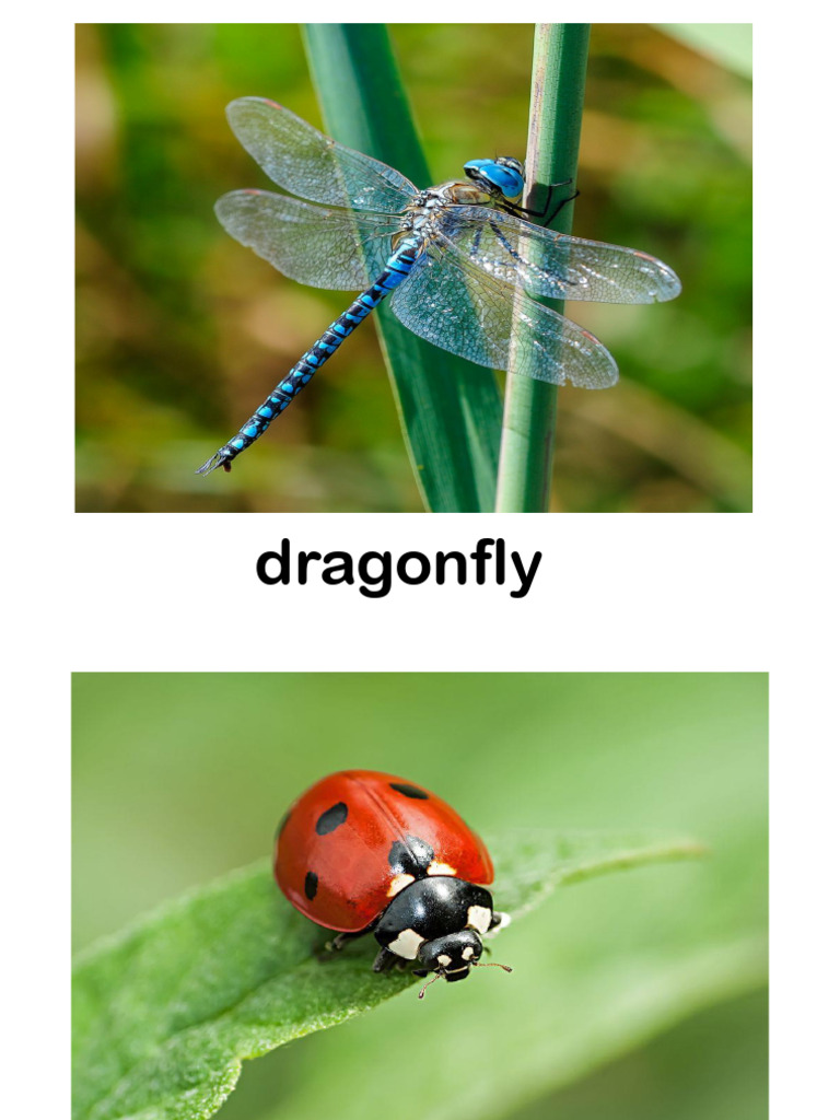 Insects Vocabulary | PDF
