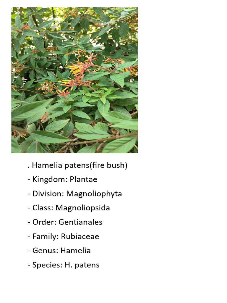 Hamelia Patens: Fire Bush Overview | PDF