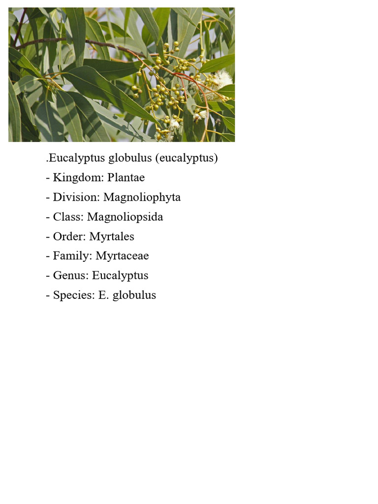 Eucalyptus Globulus | PDF
