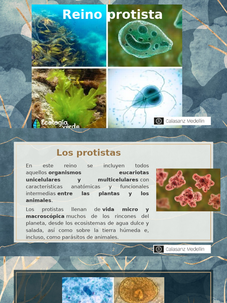 Reino protista | PDF | Algas | Protozoos